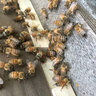 The Great Lakes Bee Company: Pure Michigan Honey & Wax