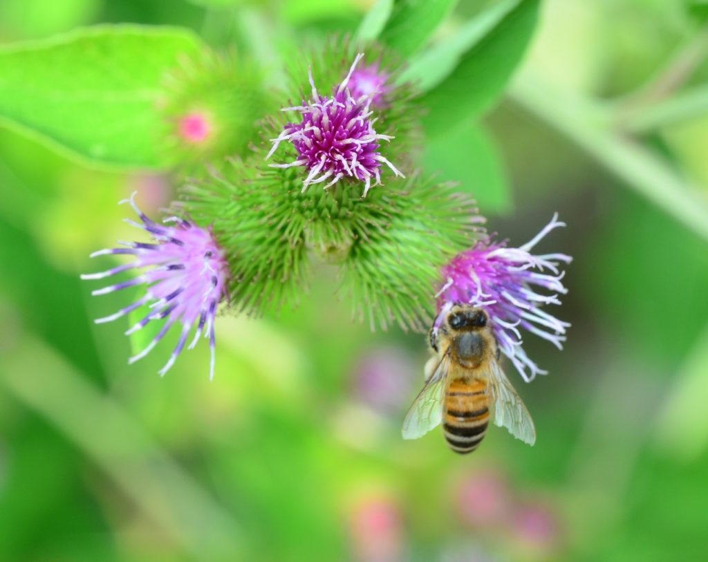 How Pollination Works – The Great Lakes Bee Company
