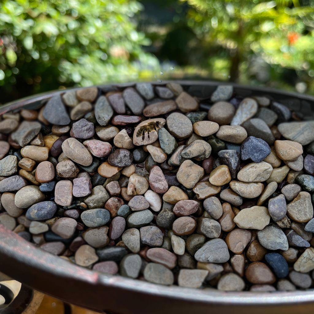 DIY Bee Bath: Hydration Station for Bees – The Great Lakes Bee Company