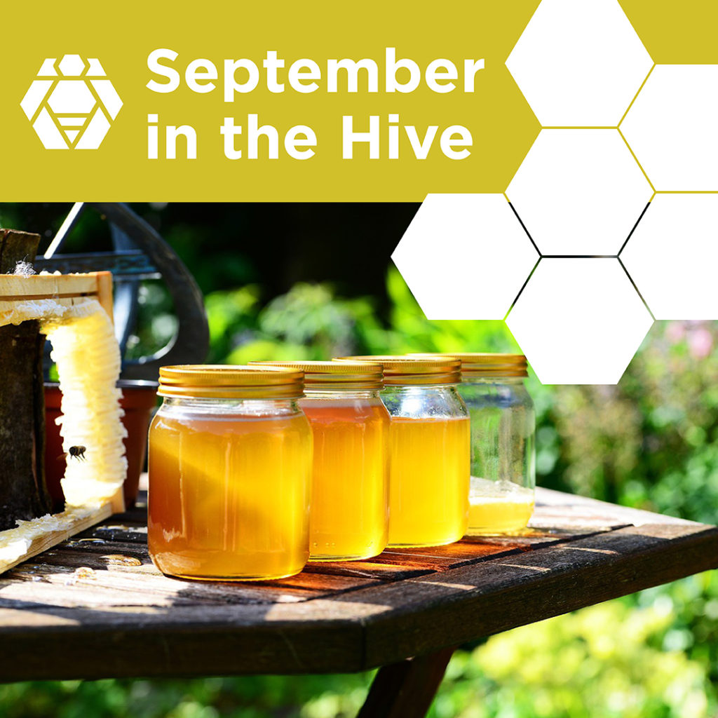 Month in the Hive - September – The Great Lakes Bee Company