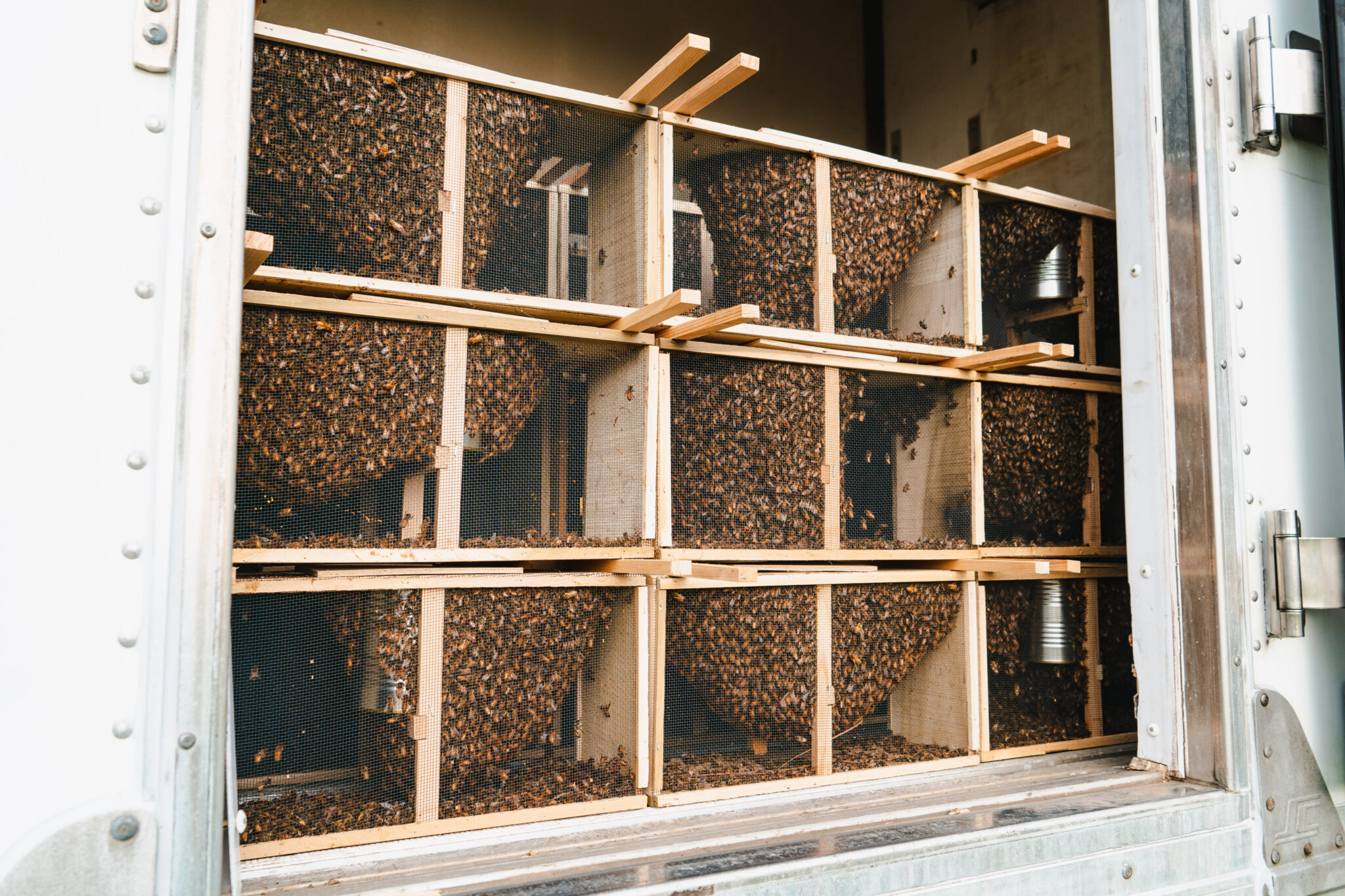 Michigan Radio 'Bee-ing More Observant' during bee pickup event