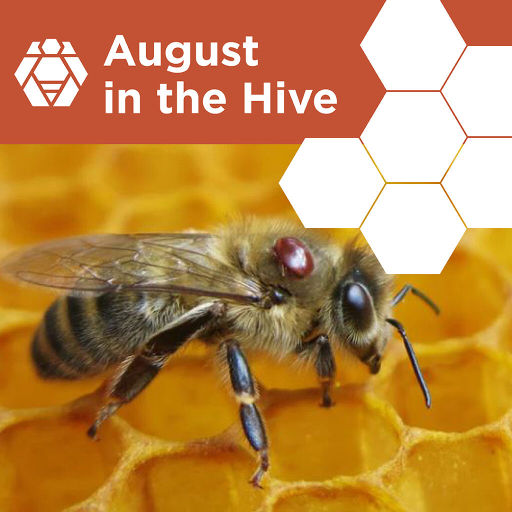 Month in the Hive - August – The Great Lakes Bee Company